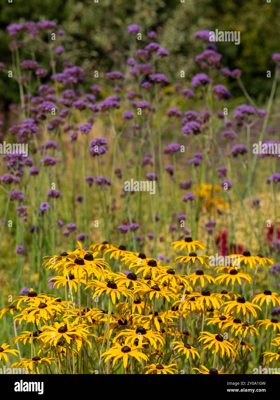 Bee loving yellow Black eyed susan rudbeckia cone flowers in the ...