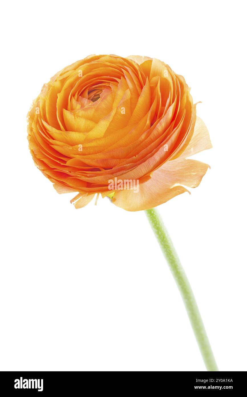 Orange-coloured ranunculus on a white background Stock Photo - Alamy