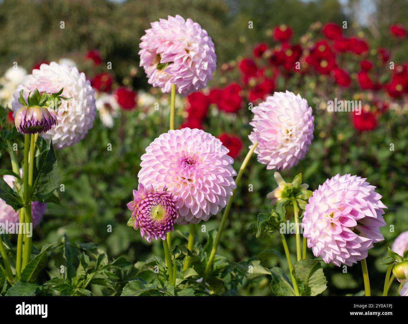 Stunning, pink dahlia pompom flowers by the name Westerton Ella Grace ...