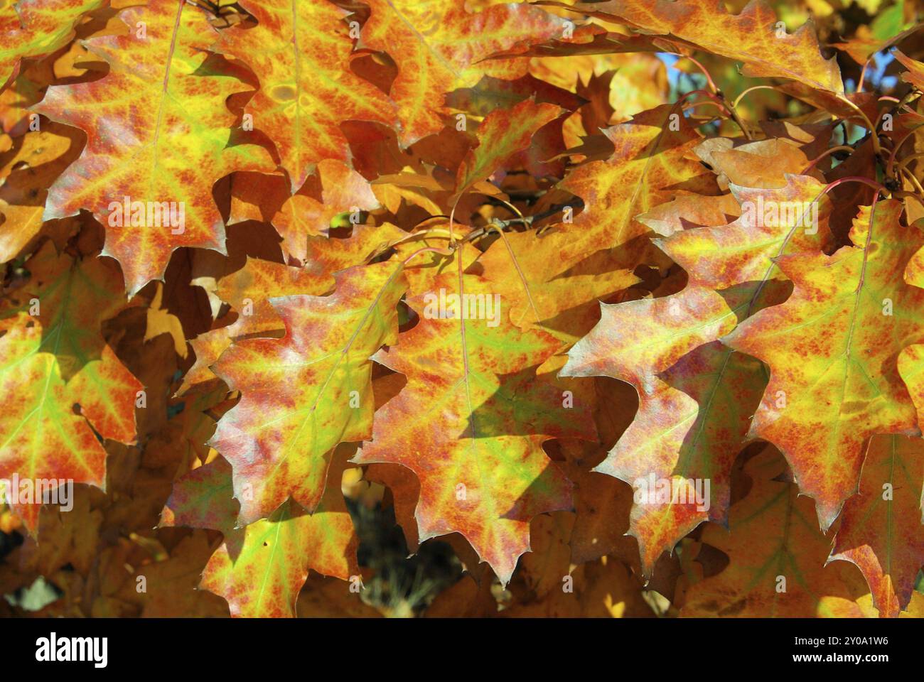 Oak leaf cluster Stock Photo - Alamy