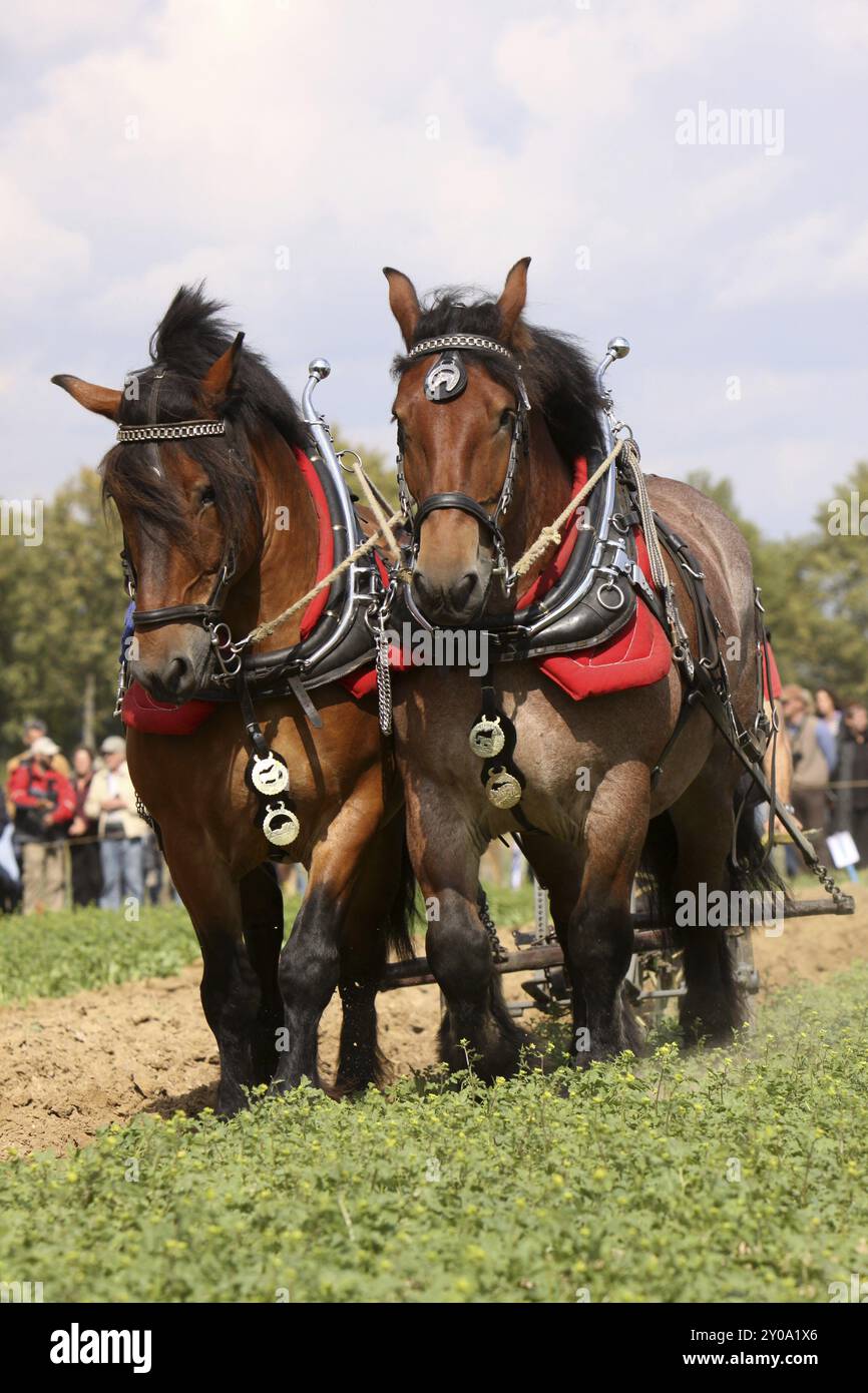 Ploughing Dutch draught horses Stock Photo - Alamy