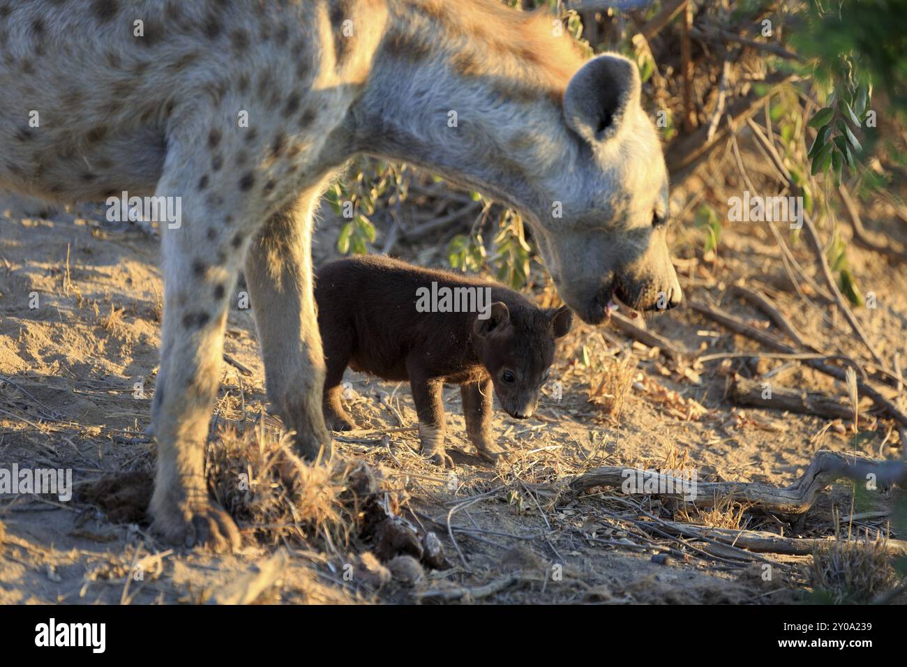 Spotted hyena with baby Stock Photo - Alamy