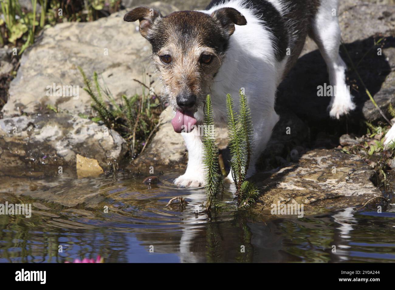 Drinking Jack Russell Terrier Stock Photo - Alamy