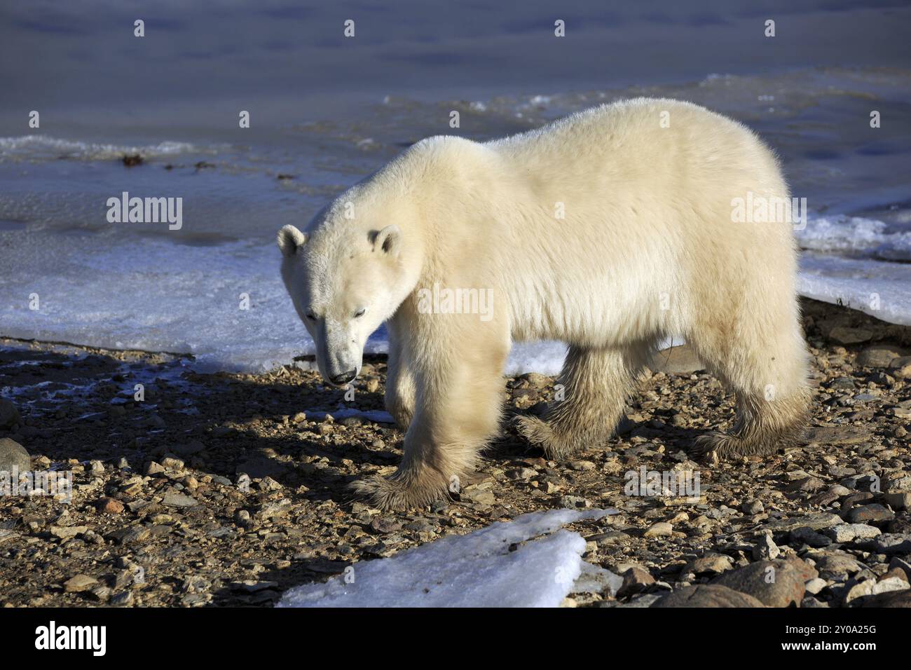 A polar bear foraging for food on the shores of Hudson Bay Stock Photo ...
