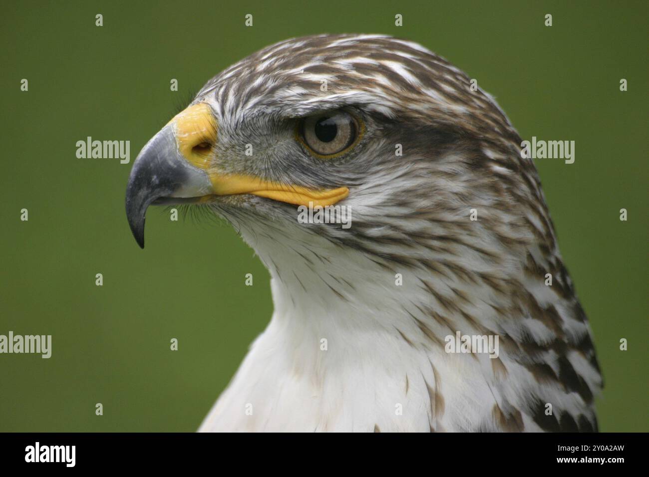 Royal Rough-legged Hawk Stock Photo - Alamy