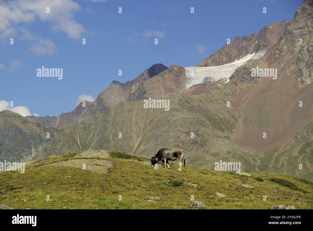 Alpine cow, Alpine cow Stock Photo - Alamy
