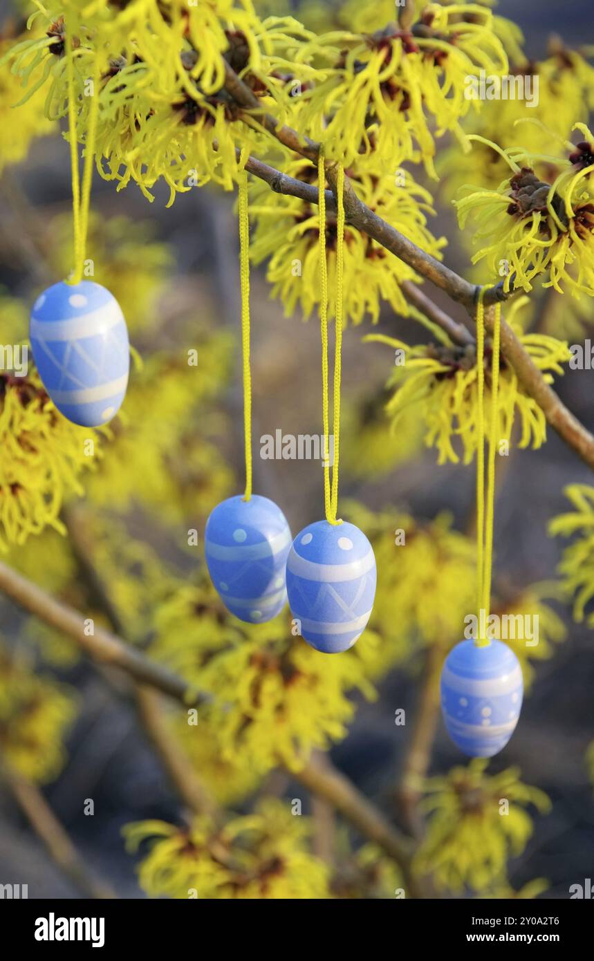 Easter shrub Hamamelis, hamamelis shrub in easter time 08 Stock Photo ...