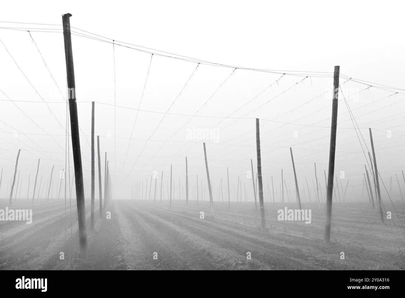 Empty wooden hop poles in winter with mist Stock Photo - Alamy