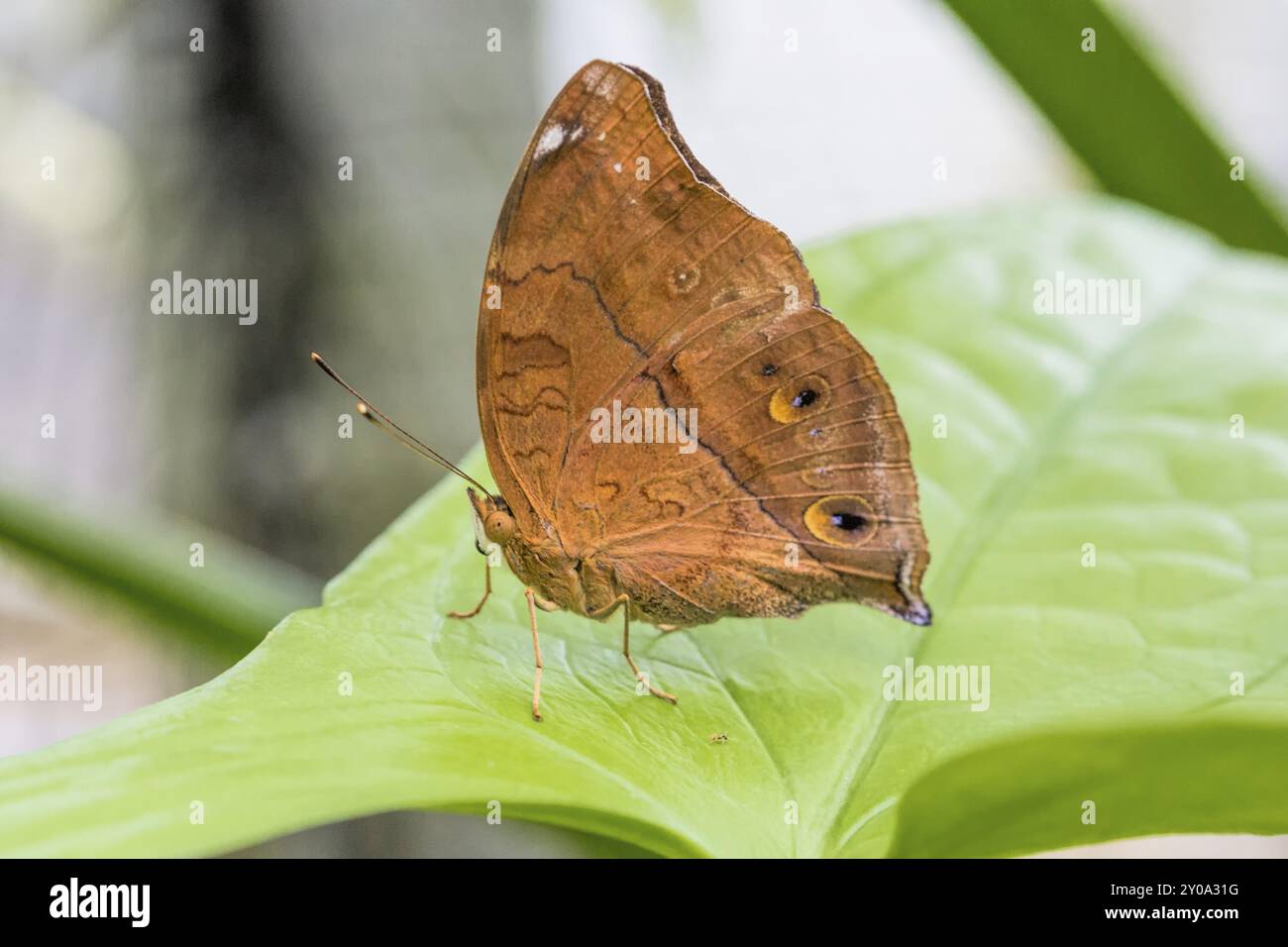 Crucifer butterfly (vindula arsinoe Stock Photo - Alamy