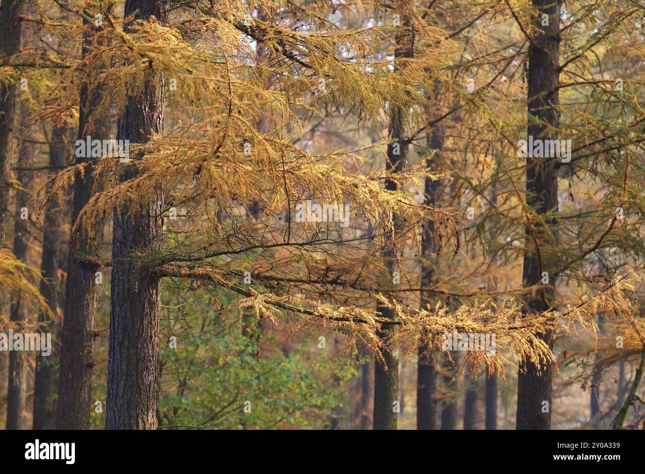 Orange colored larch trees hi-res stock photography and images - Alamy