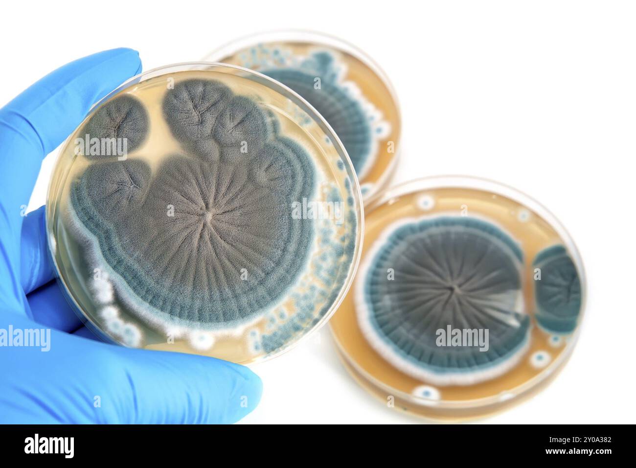 Penicillium fungi on agar plate in laboratory over white Stock Photo ...