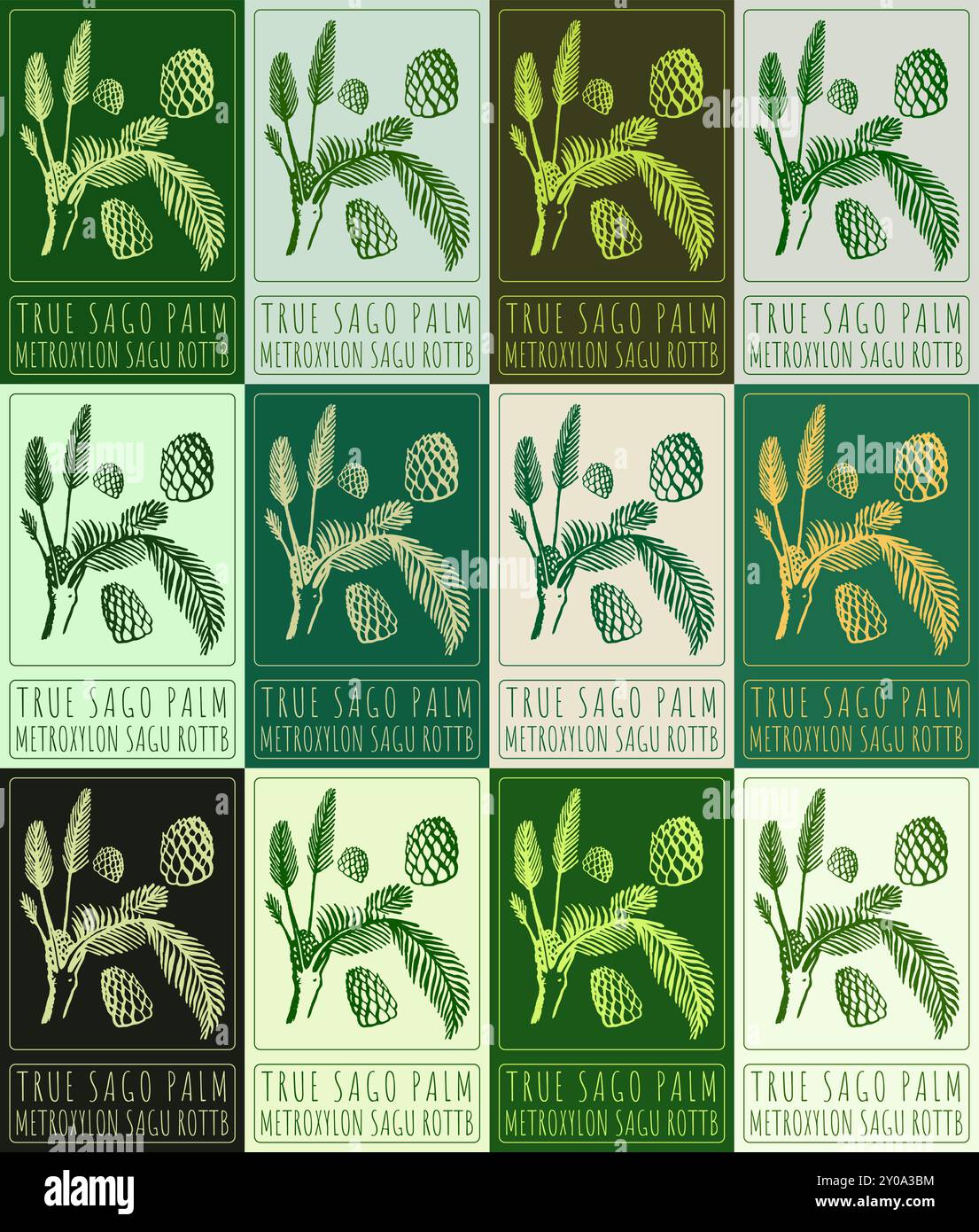 Set of vector drawing TRUE SAGO PALM in various colors. Hand drawn ...