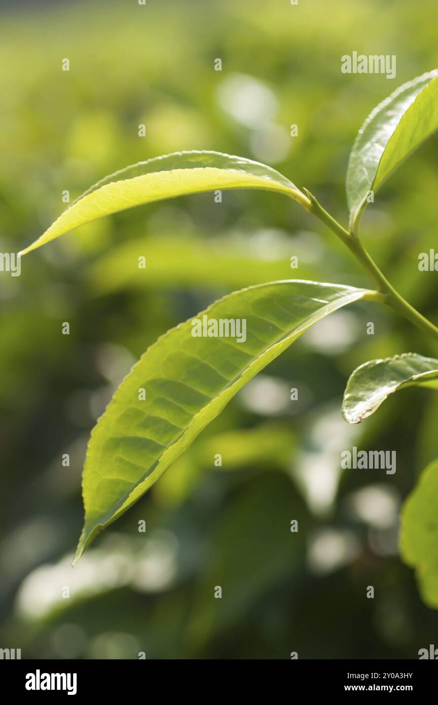 The leaves of a tea plant up close in a tea plantation in Tanzania ...