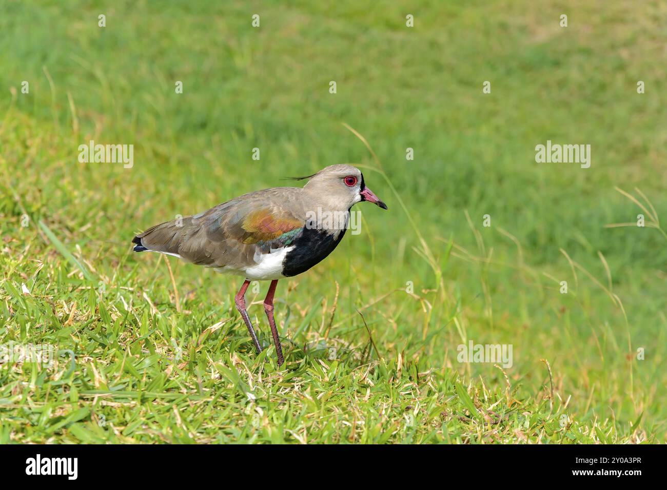 Southern Lapwing landing on the grass watching its nest Stock Photo - Alamy
