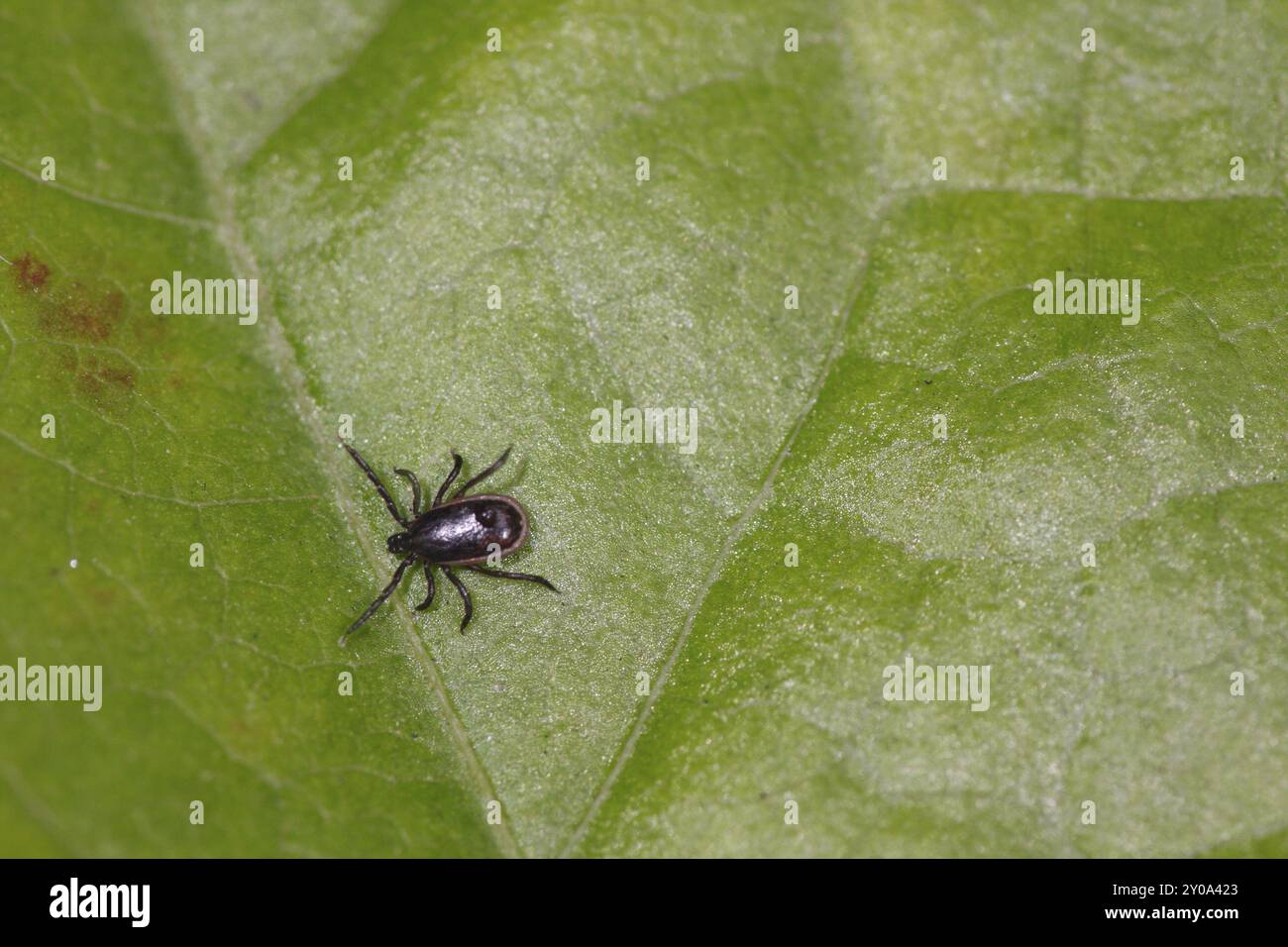 Ixodida on a leaf Stock Photo - Alamy