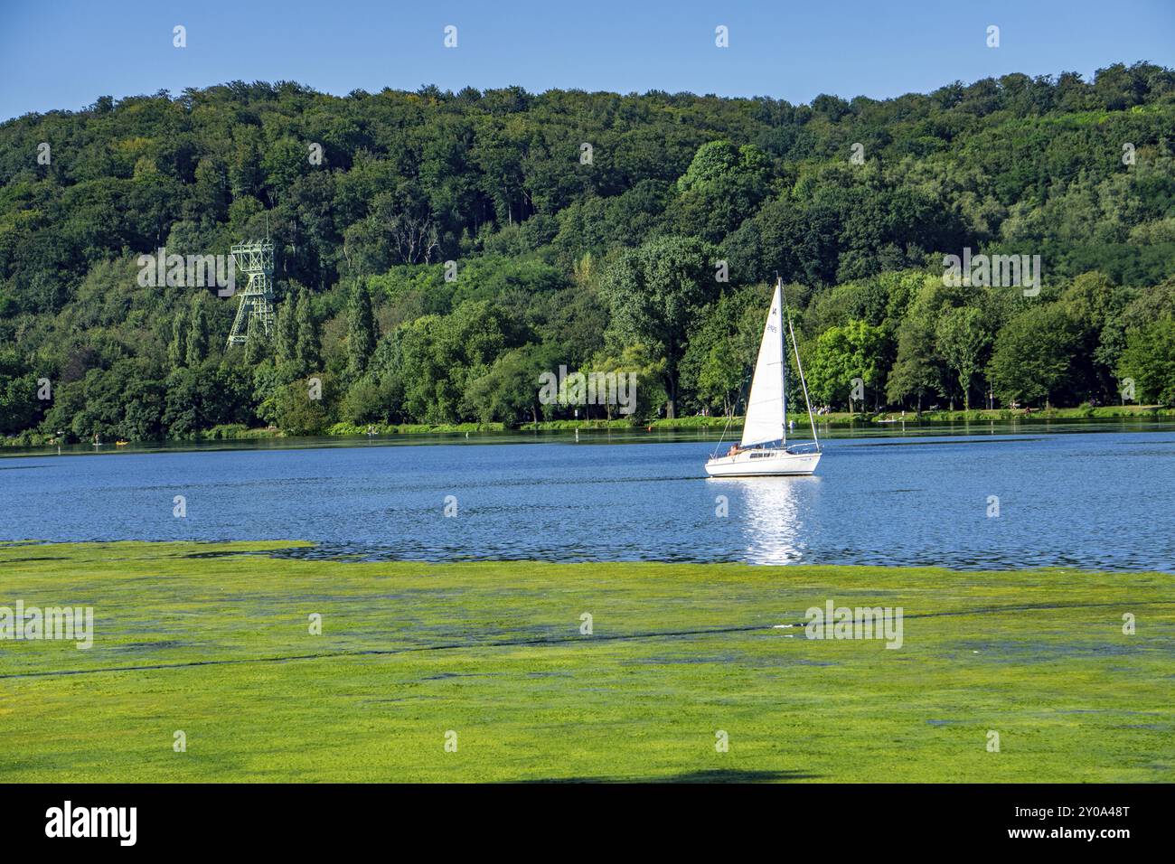 Waterweed, Elodea, an invasive species, green carpet of plants on Lake ...