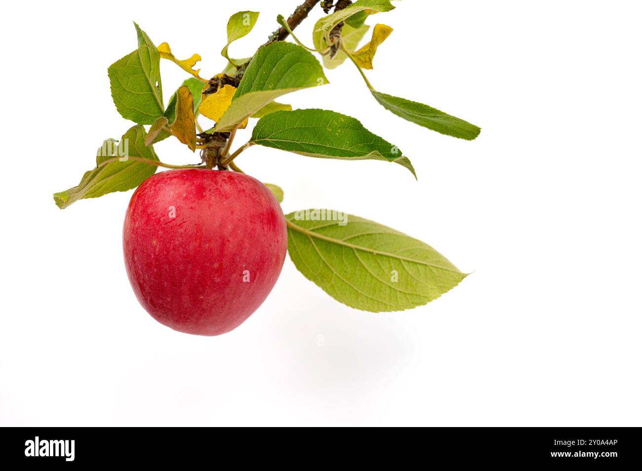 Annanas leaves hi-res stock photography and images - Alamy