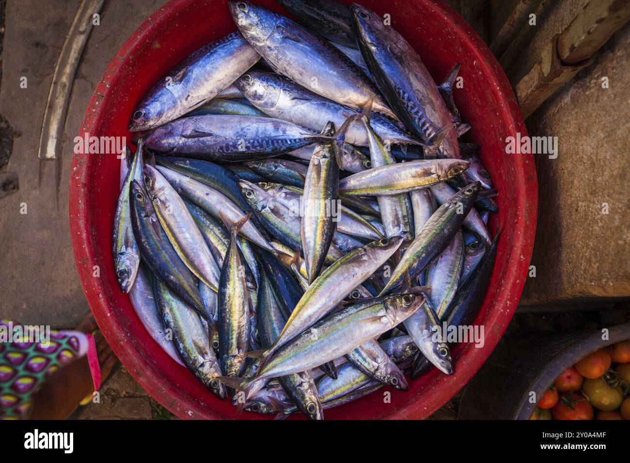 Small fish in a red bucket Stock Photo - Alamy