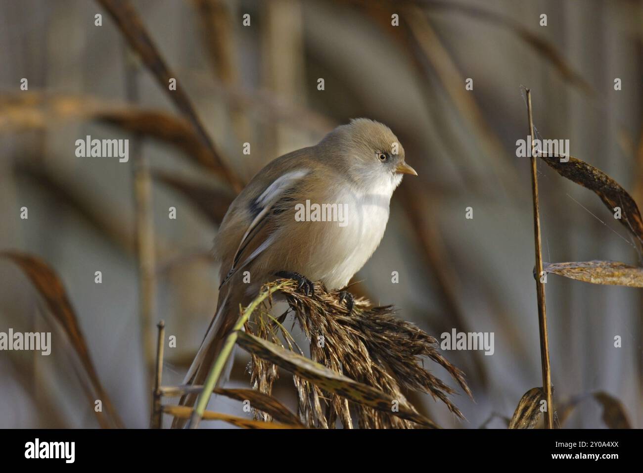 Bearded tit, female, Panurus biarmicus, bearded reedling, female Stock ...