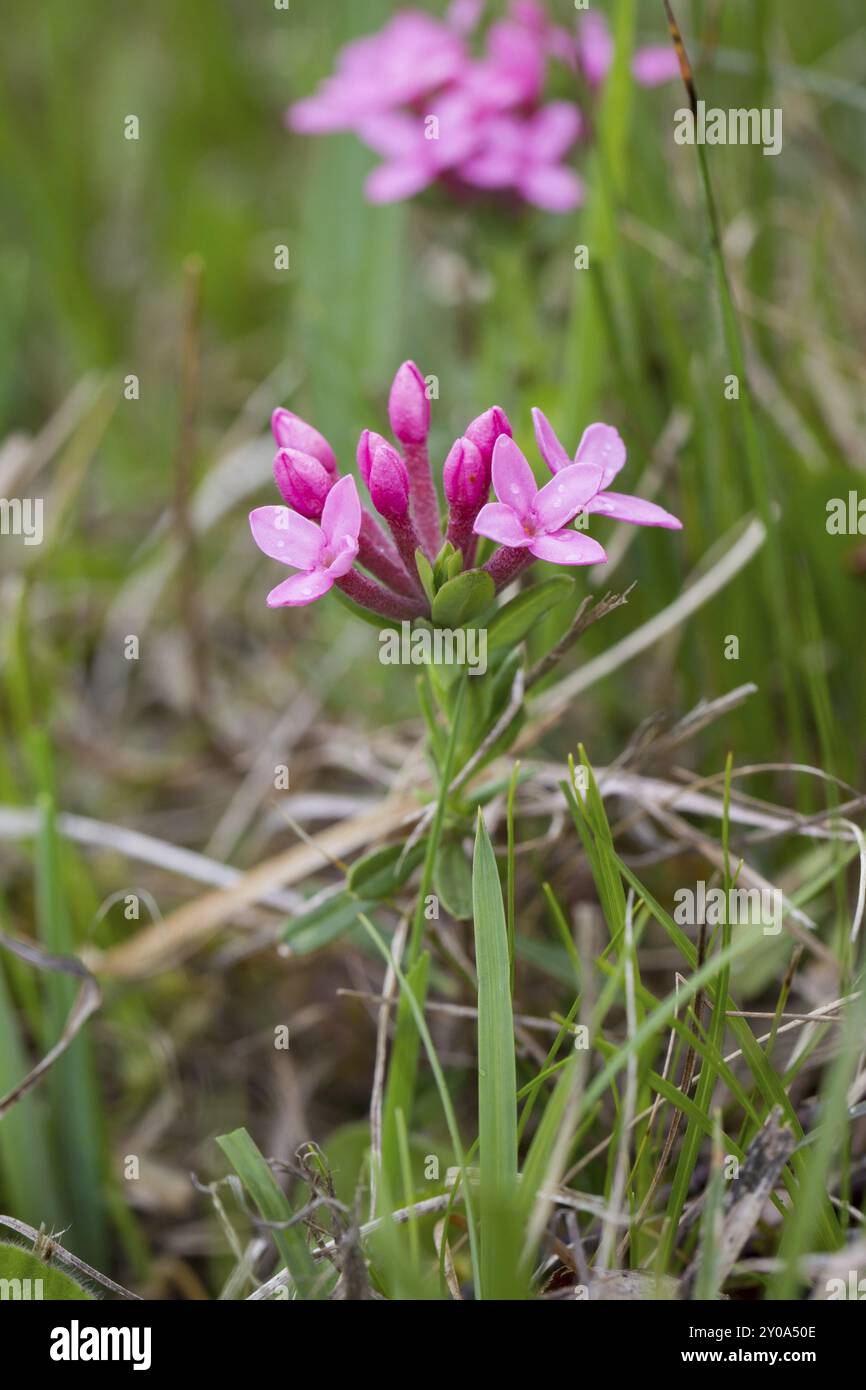 Common centaury, Centaurium erythraea, common centaury Stock Photo - Alamy