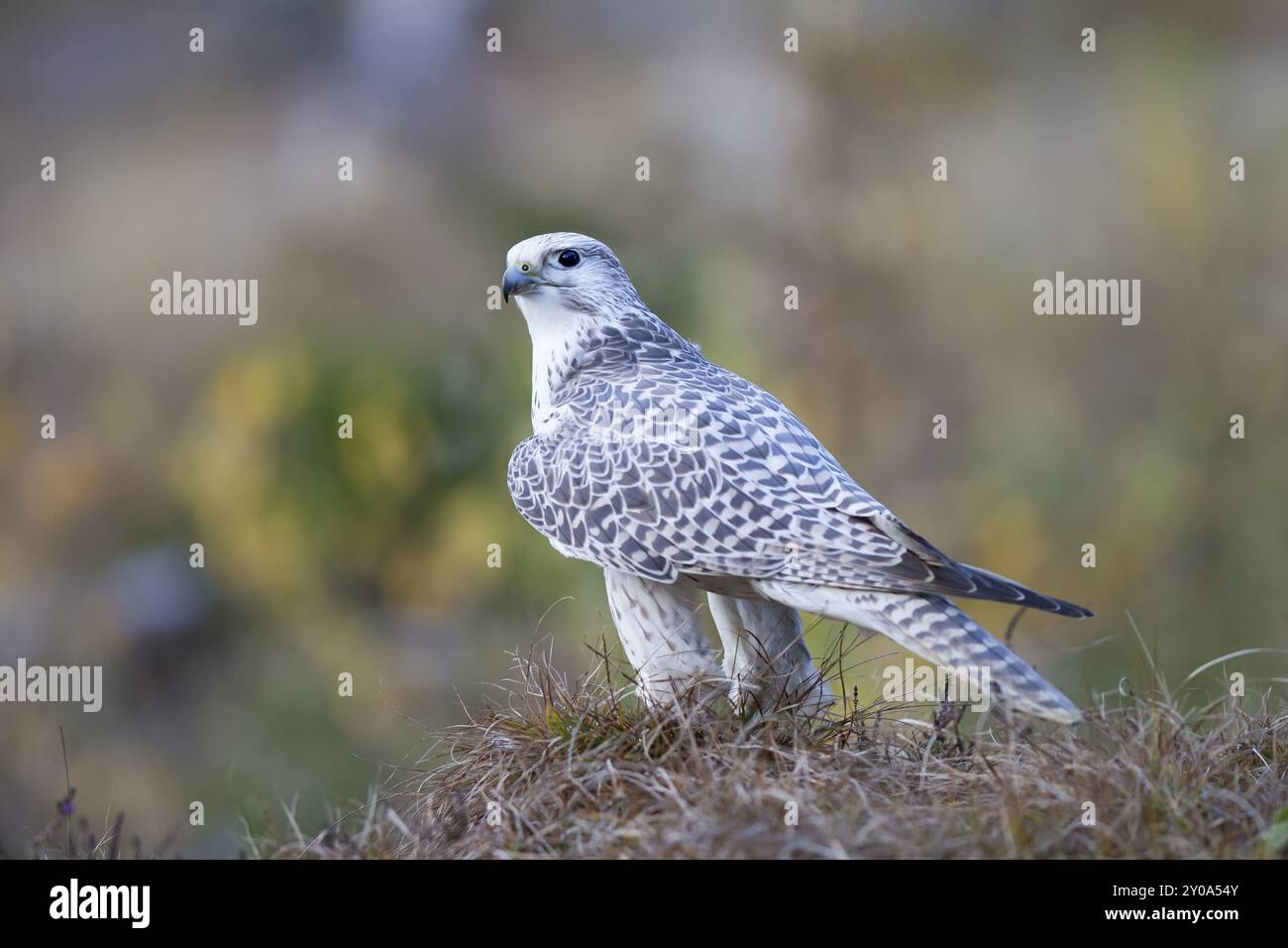 Gerfalke, Falco rusticolus, Gyrfalcon Stock Photo - Alamy
