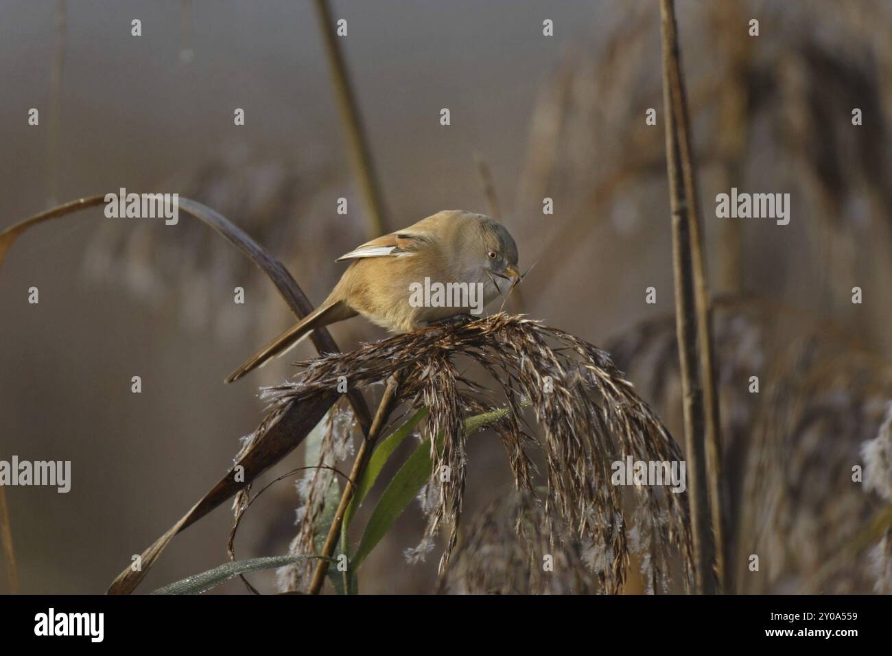 Bearded tit, female, Panurus biarmicus, bearded reedling, female Stock ...