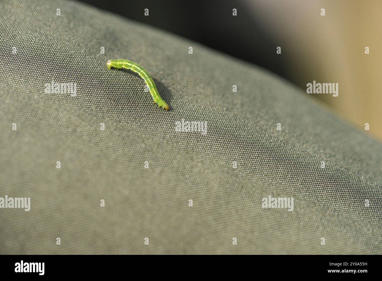 Green maggot glimbing along a jacket Stock Photo - Alamy