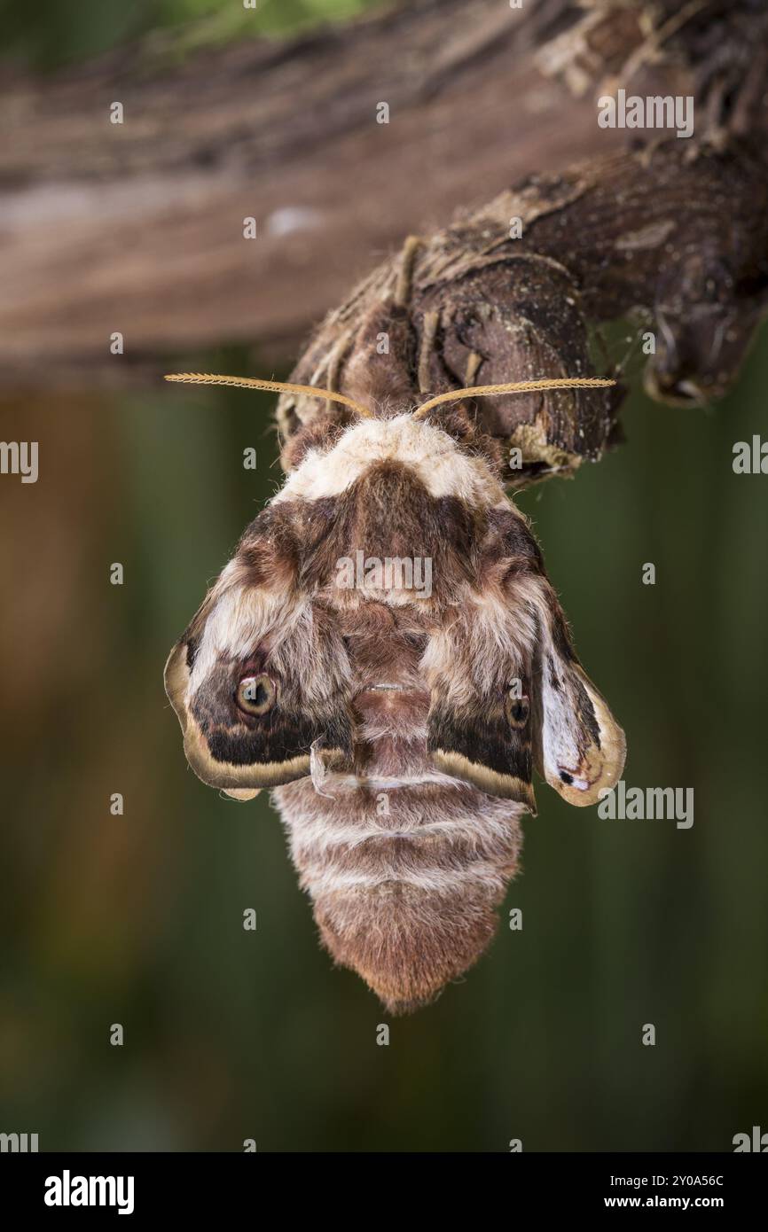 Saturnia pyri, giant peacock moth, female Stock Photo - Alamy