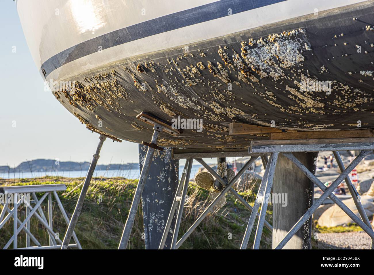 Barnacle growth on the hull of a sailboat. Ready to be scraped, cleaned ...