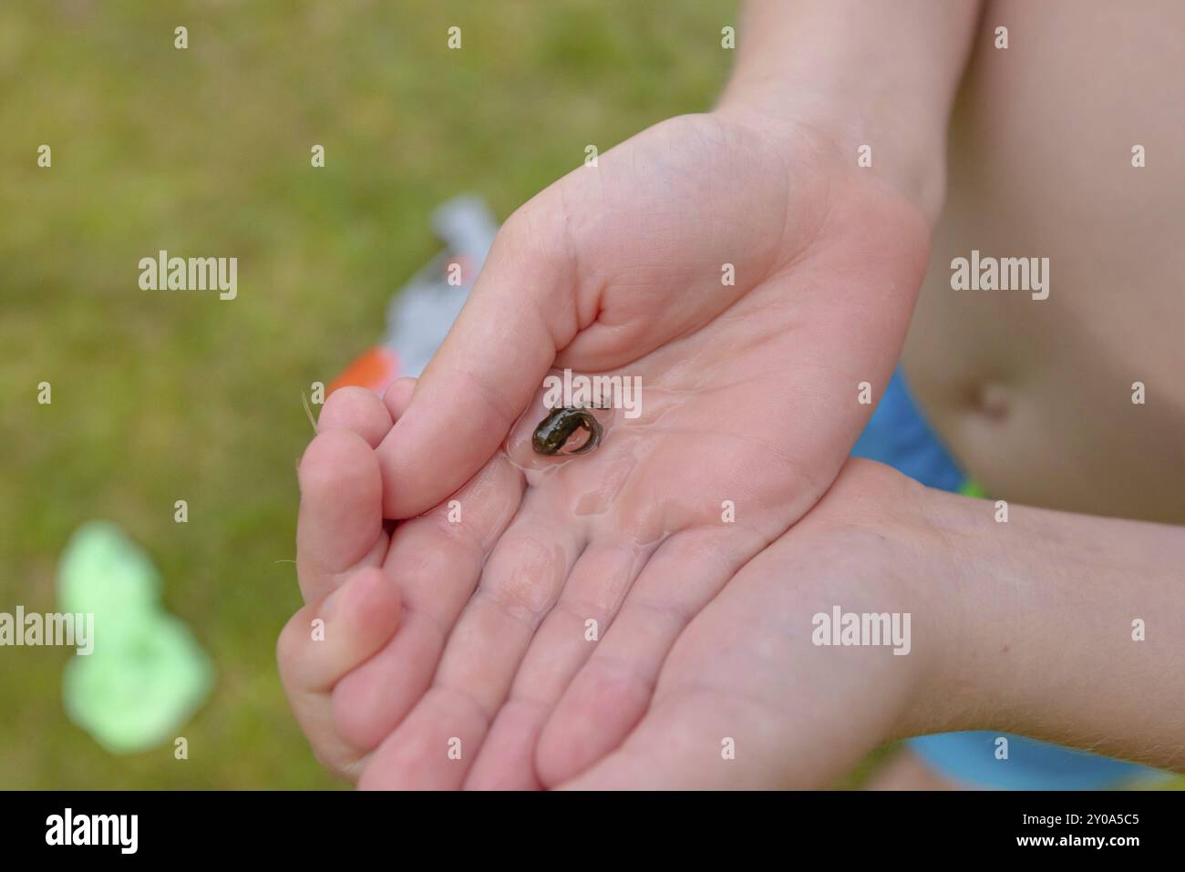 A frog tadpole with developed limbs held in a hand Stock Photo - Alamy