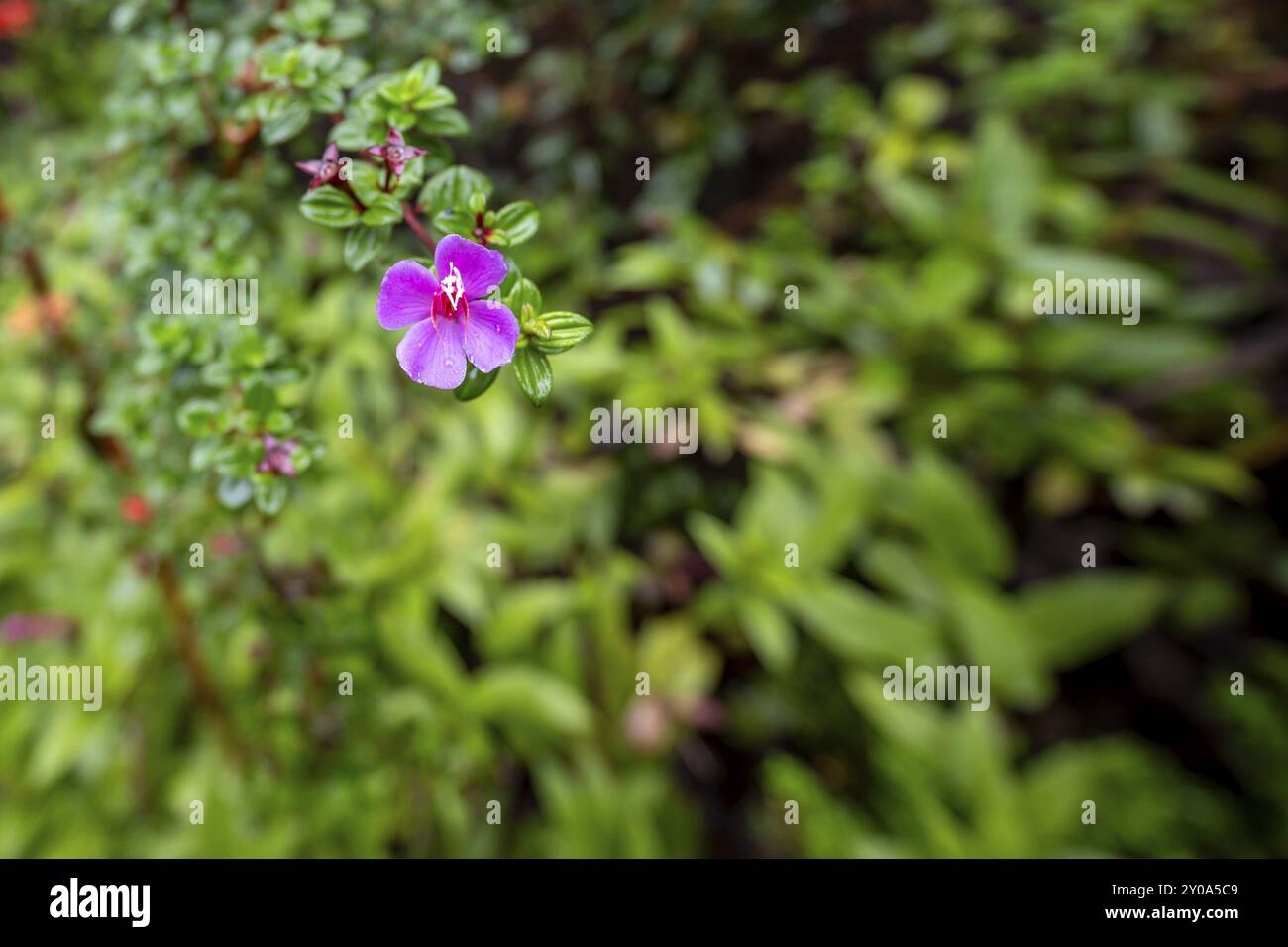 Monochaetum vulcanicum, black mouth plant, purple flower with raindrops ...