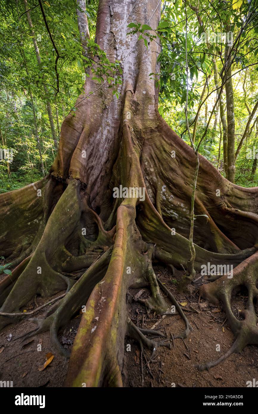 Roots of a strangler fig (Ficus americana), in the tropical rainforest ...
