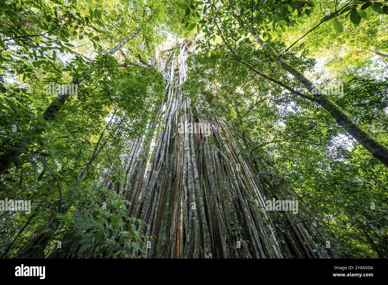Hanging roots of a giant strangler fig (Ficus americana), looking ...