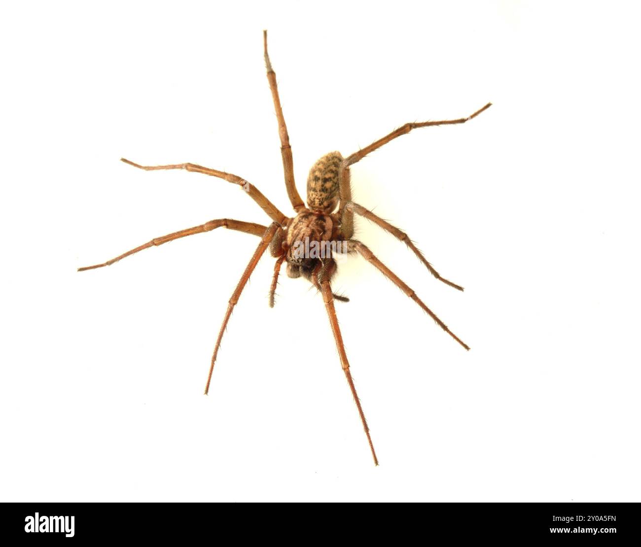 House spider, angle spider Stock Photo - Alamy
