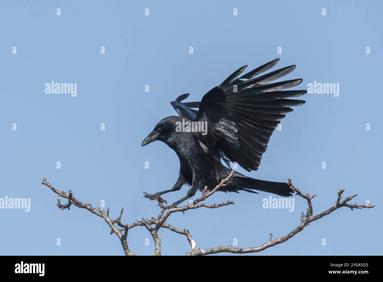 Flying raven with outstretched wings and nesting material in its beak ...