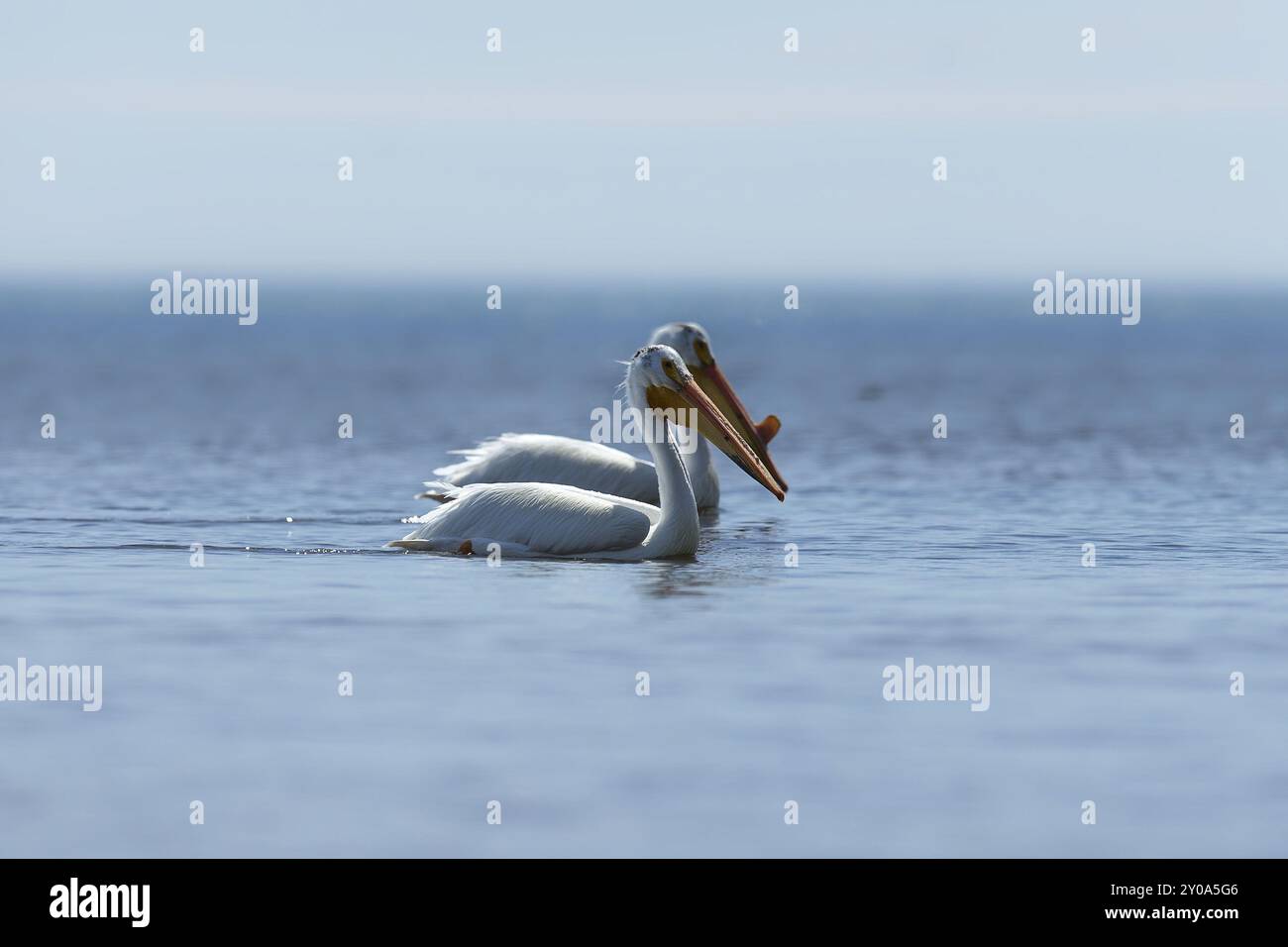 Nature scene from wisconsin Stock Photo - Alamy