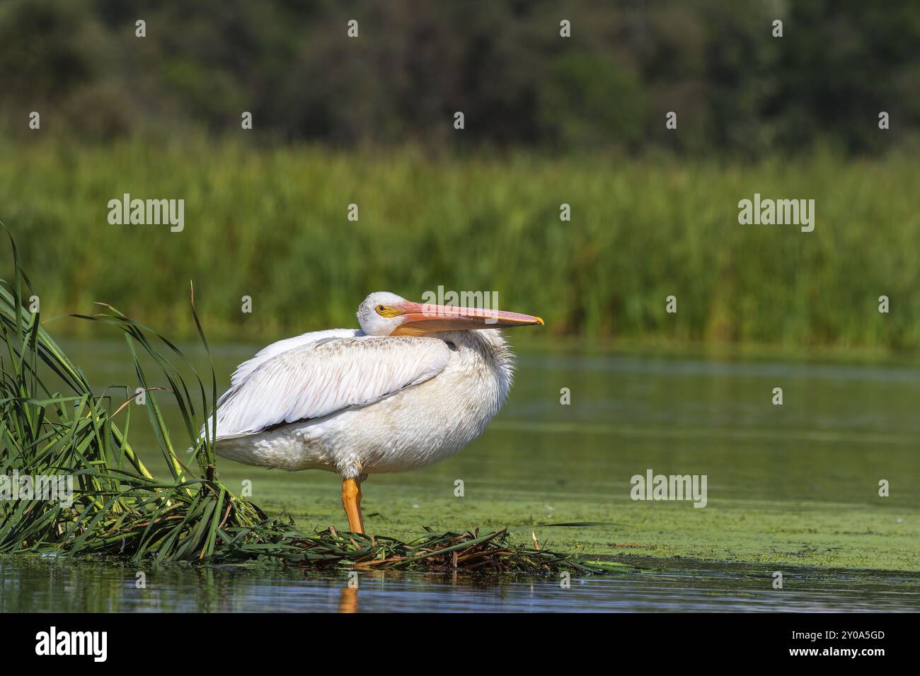 Nature scene from Wisconsin Stock Photo - Alamy