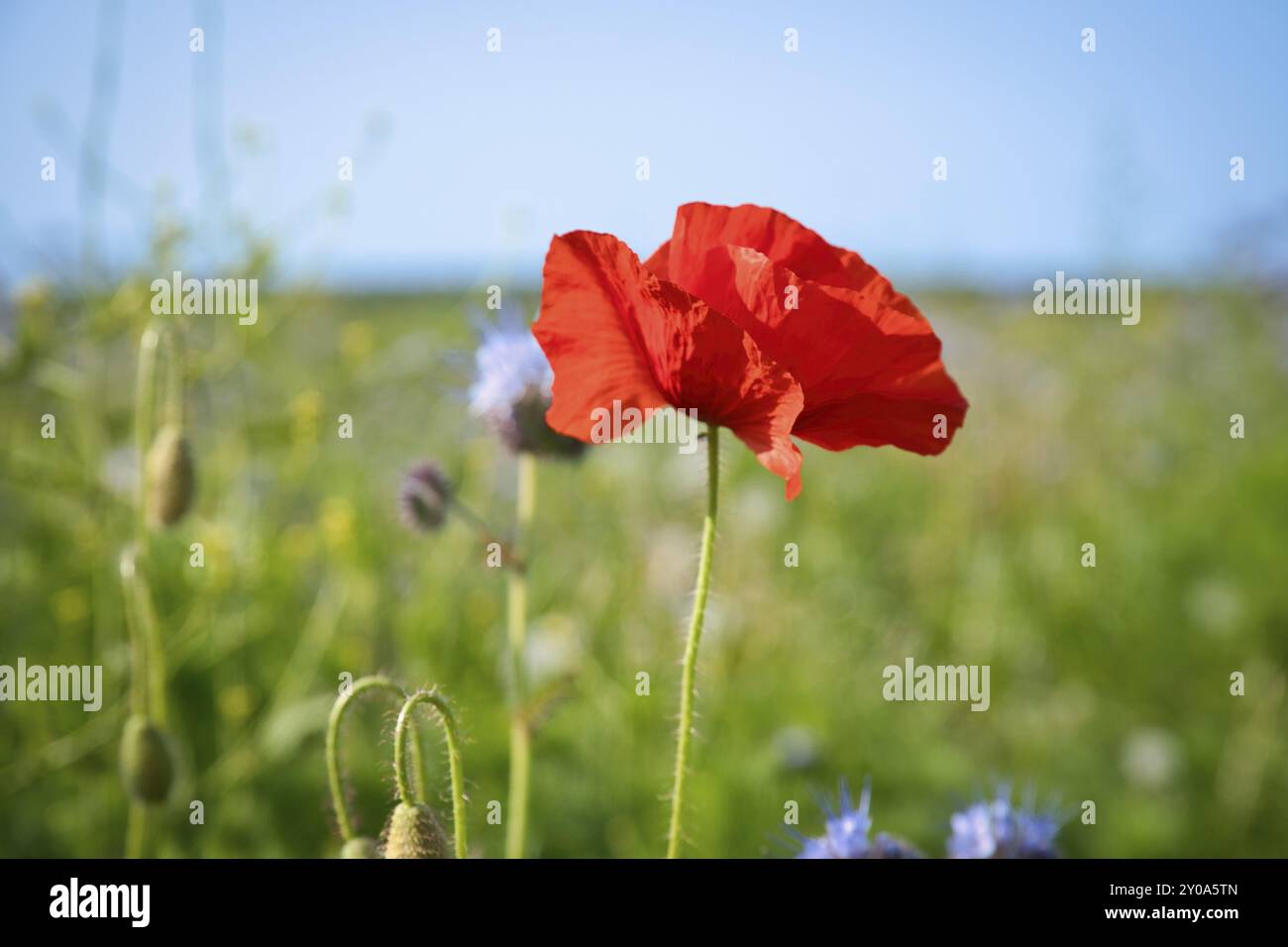 Agricultural crop blue flower flowers crops hi-res stock photography ...