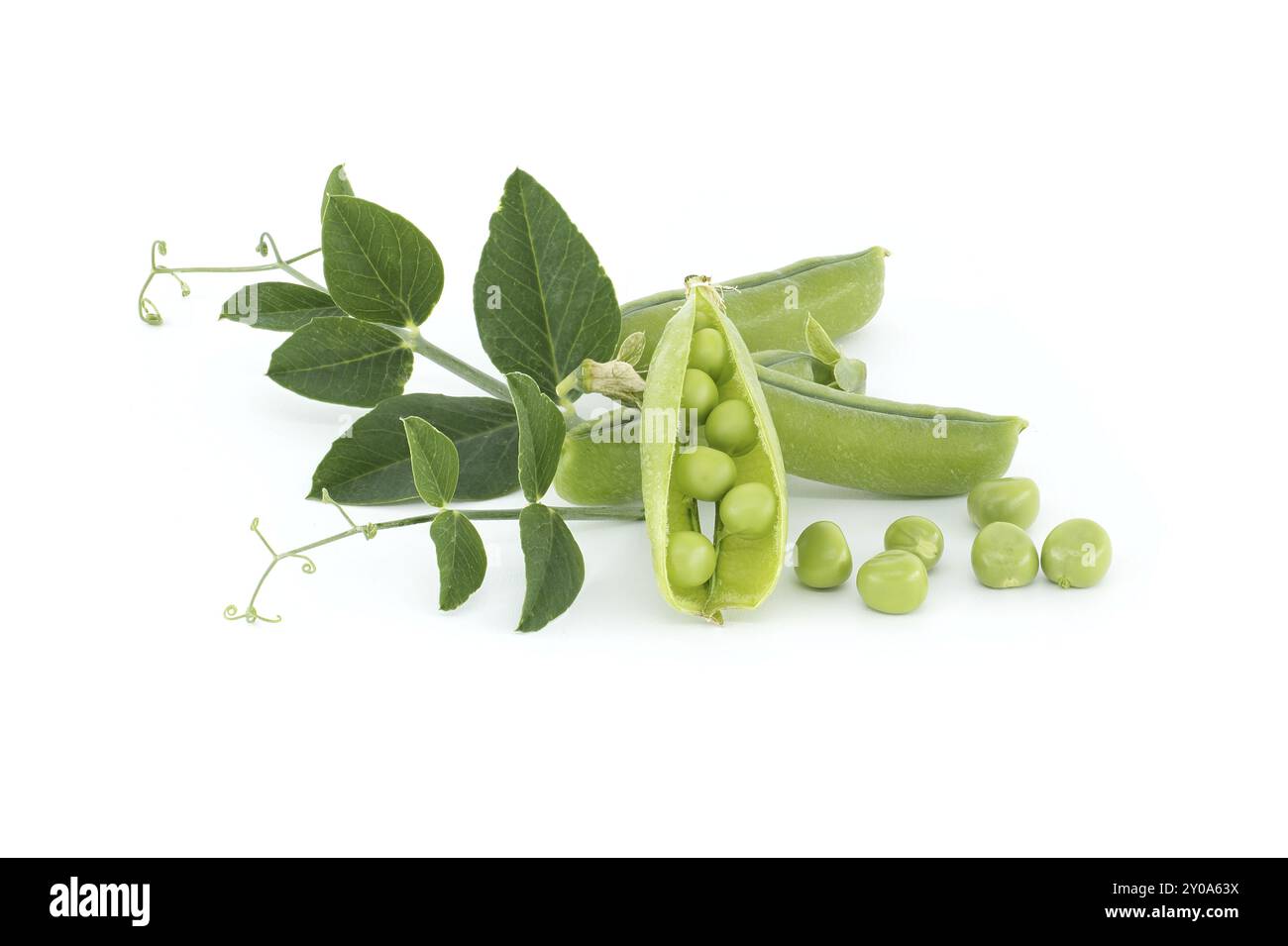 Fresh green peas, pea pods with green leaves and open pea pod in close ...