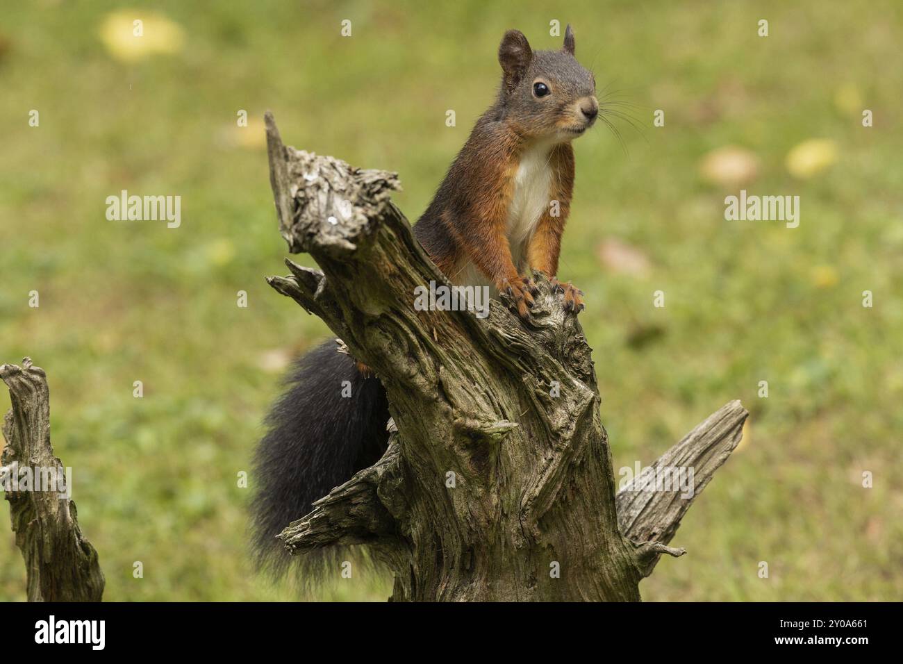 Squirrel sitting on tree stump looking diagonally right from the front ...