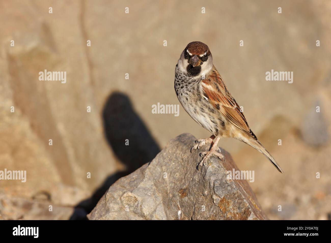 Mirador risco de las hi-res stock photography and images - Alamy
