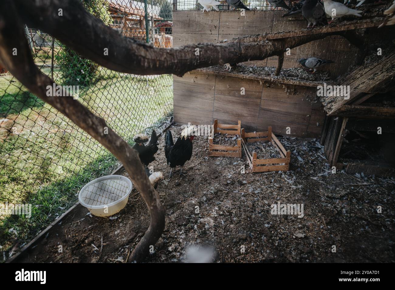 Rustic chicken coop with pigeons and empty wooden crates Stock Photo ...