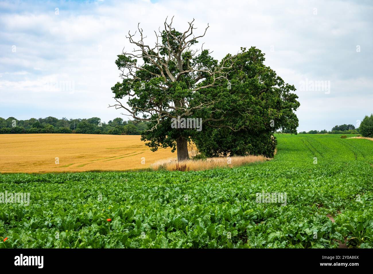 Colorful landscape with agriculture fields at the Danish countryside ...