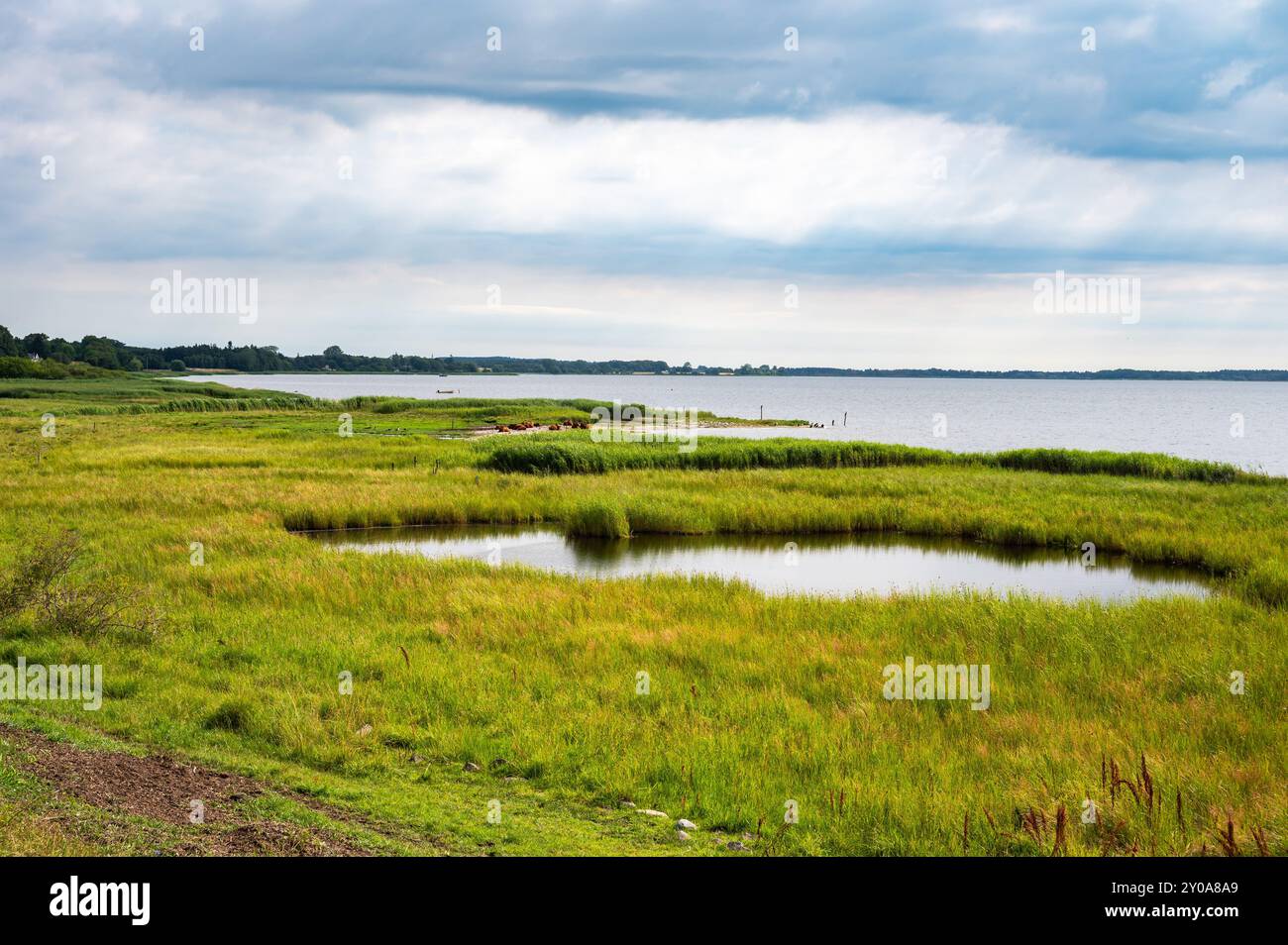 Natural pond and wetlands around Tappernoje, Seeland, Denmark Stock ...
