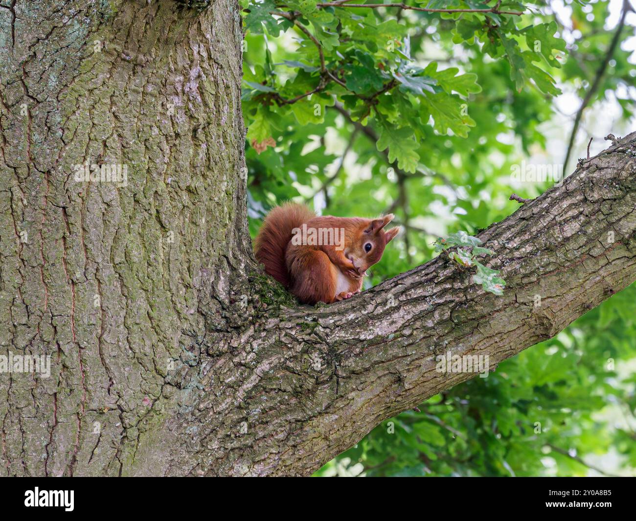 Squirrels sleeping hi-res stock photography and images - Alamy