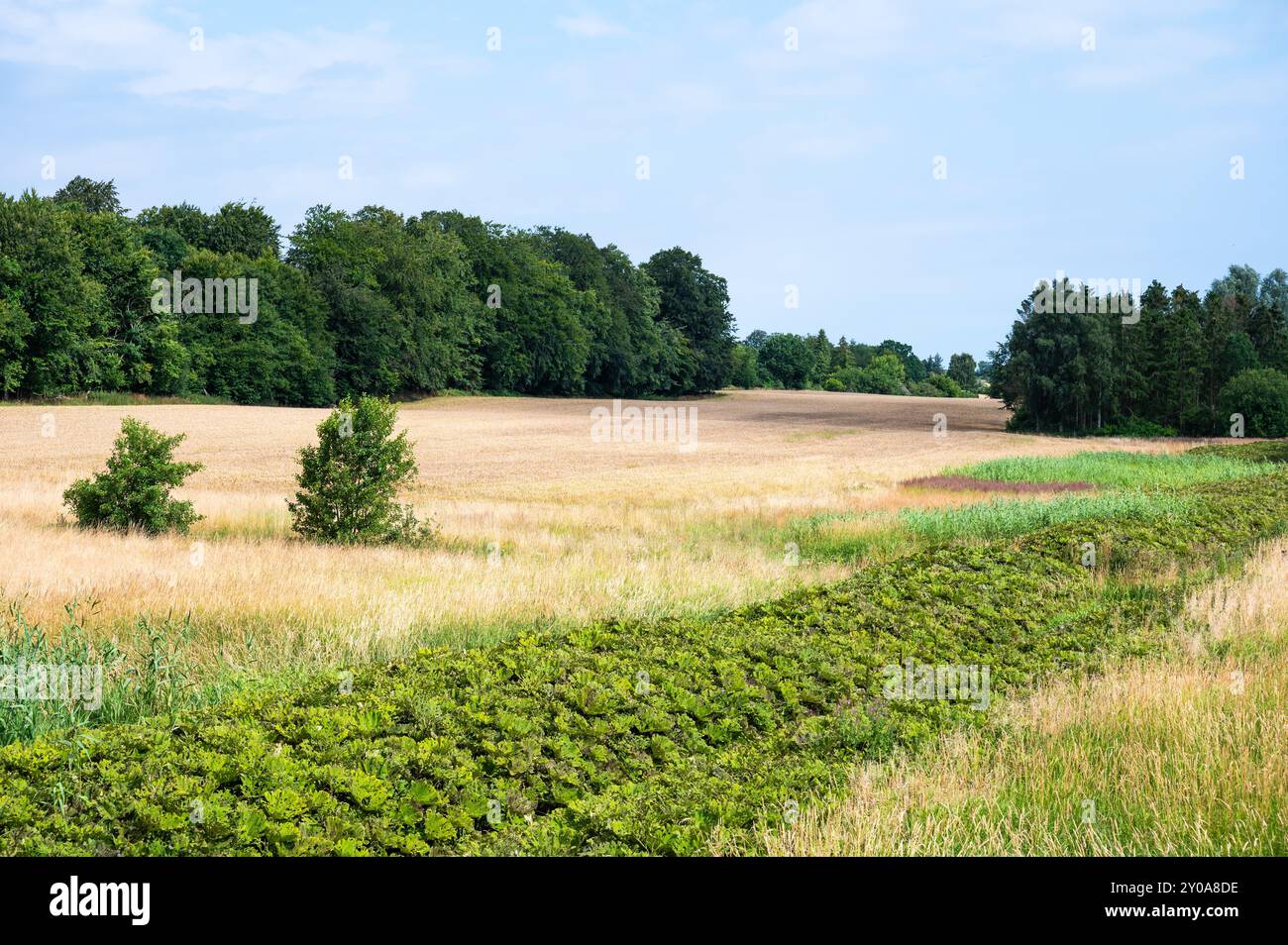 Agriculture field with golden wheat at the Danish countryside around ...