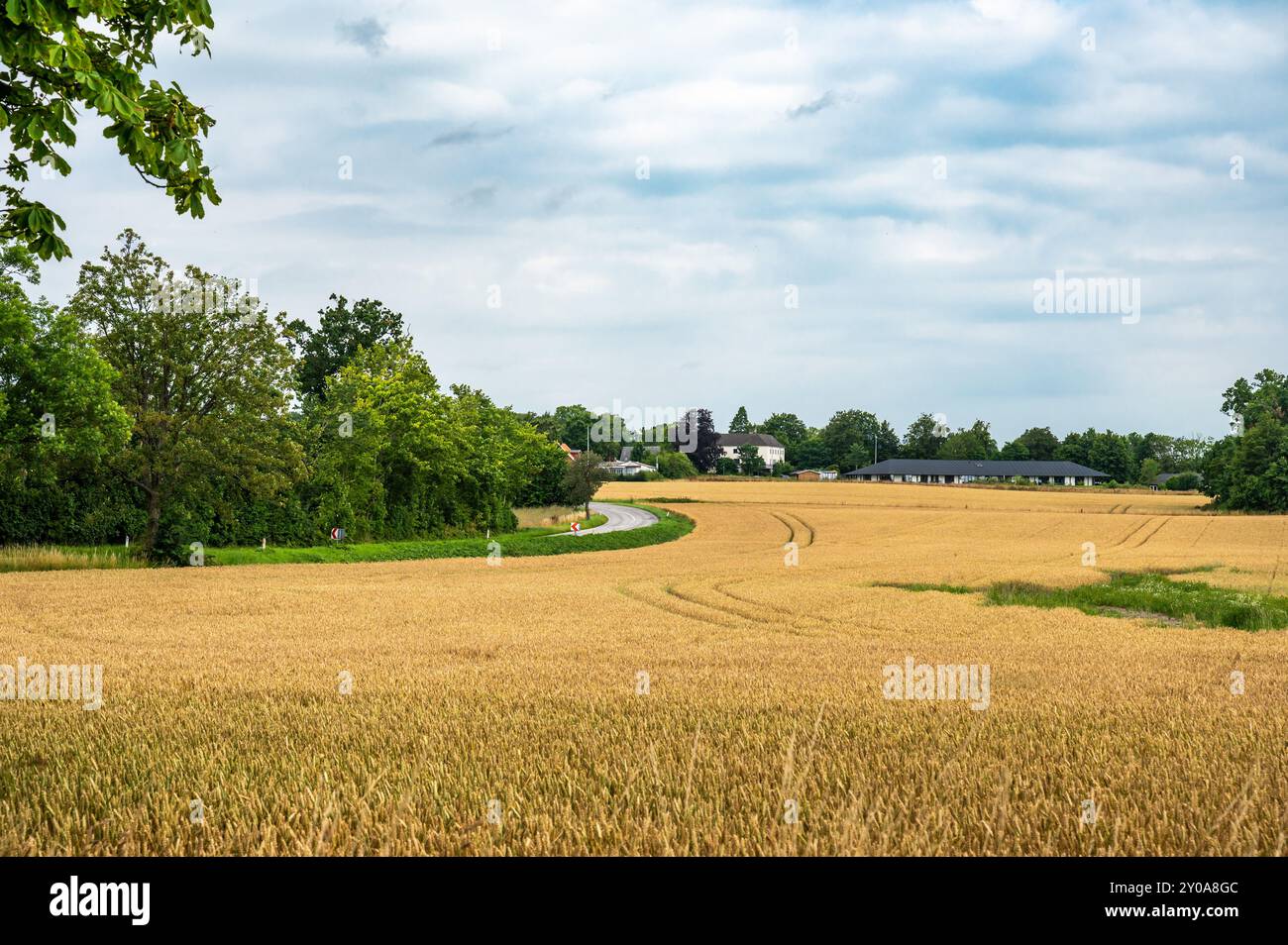 Agriculture field with golden wheat at the Danish countryside around ...