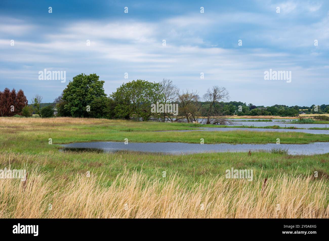 Golden wheat fields at the Danish countryside in Fakse Ladeplads ...