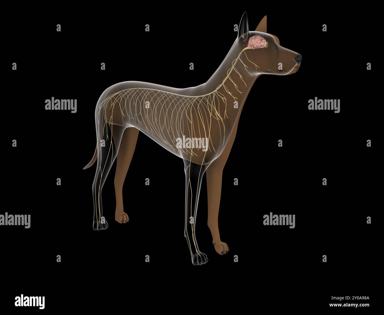 Nervous system of a dog, with brain Stock Photo - Alamy