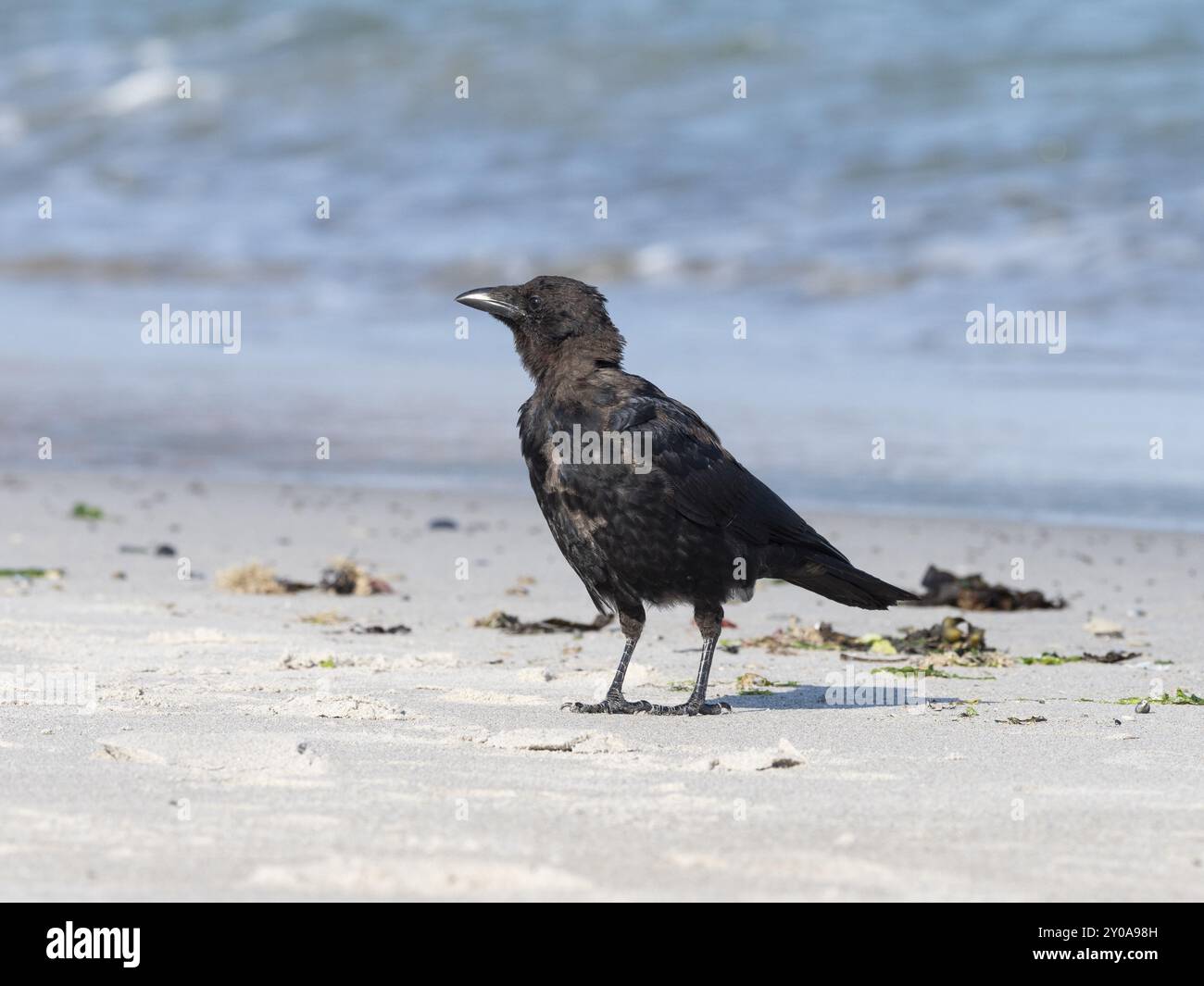 Crow seated hi-res stock photography and images - Alamy